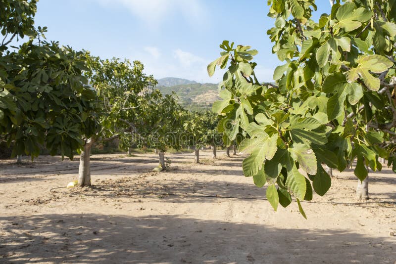 Fig Tree in AydÄ±n at Sunset Stock Photo - Image of exotic, environment ...