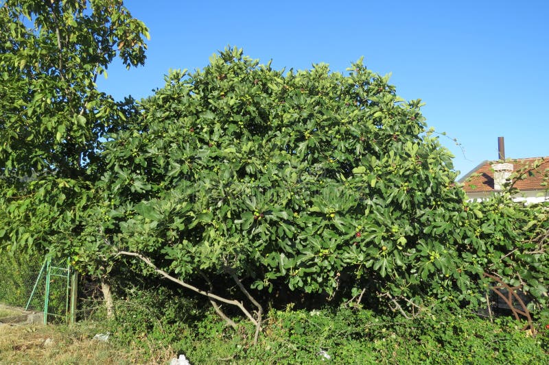 Old Wild Fig tree stock photo. Image of elizabeth, africa - 60721198