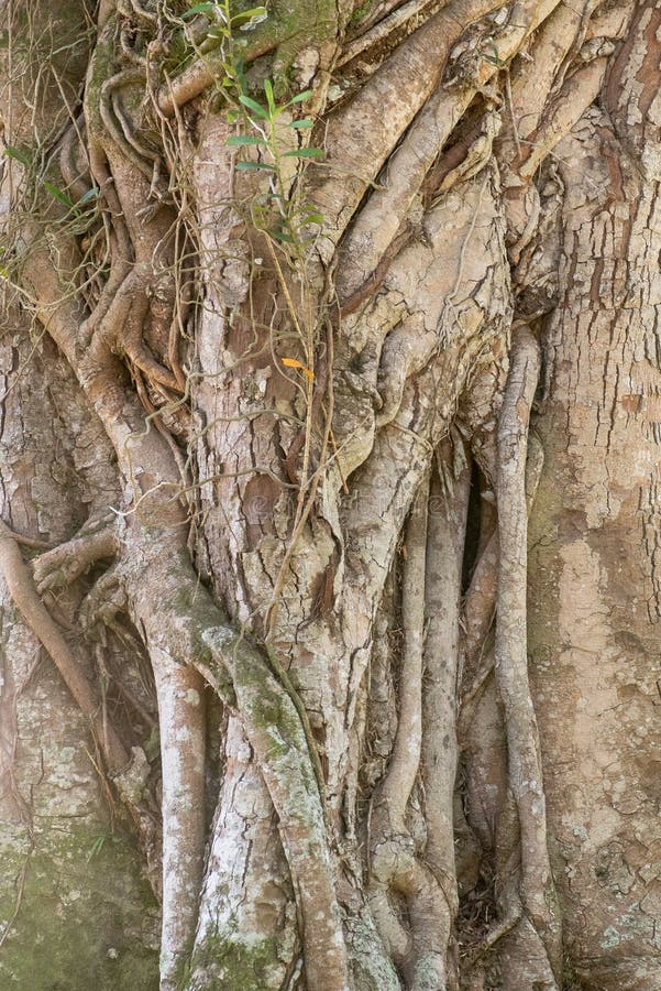 Fig Tree Bark and Roots Background Stock Image - Image of ulticolored ...