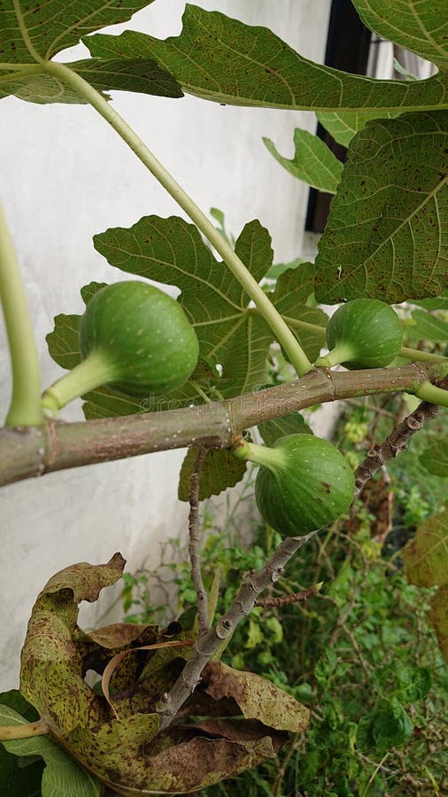 The Fig Tree Begins To Bear Fruit in the Fruit Season Stock Photo ...