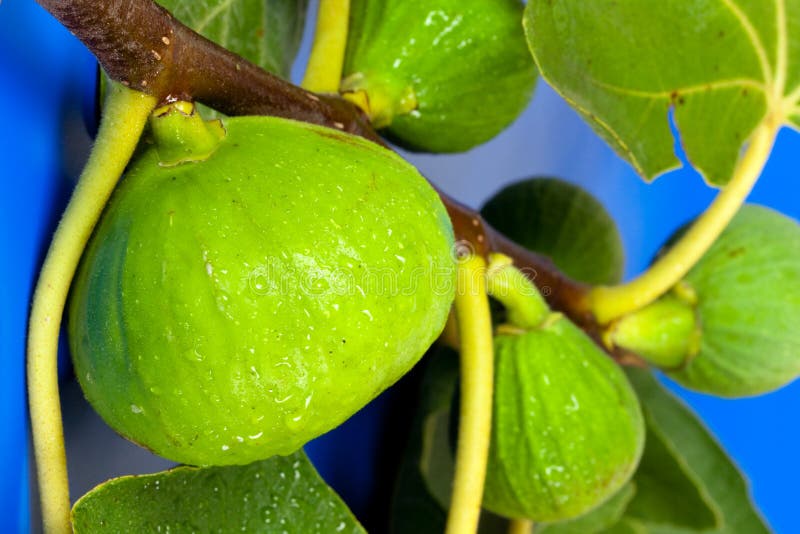 Fig Tree on the Blue Background Stock Image - Image of ingredient, leaf ...