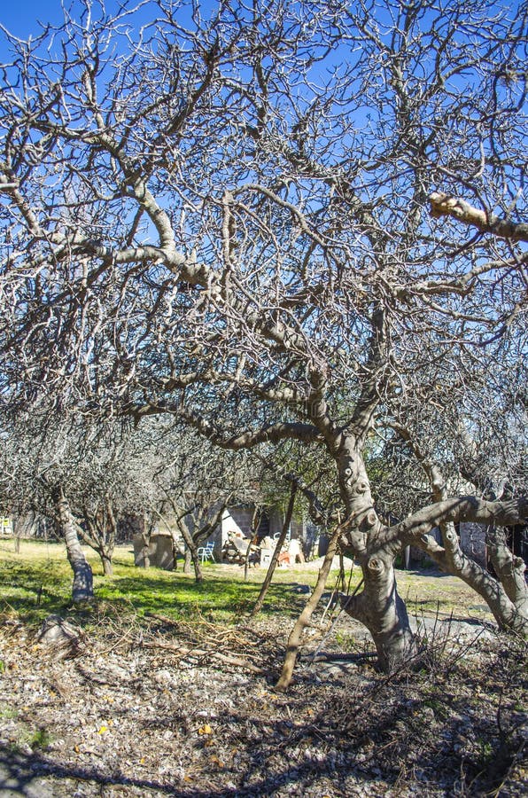 Fig tree stock image. Image of beautiful, destination - 43694575