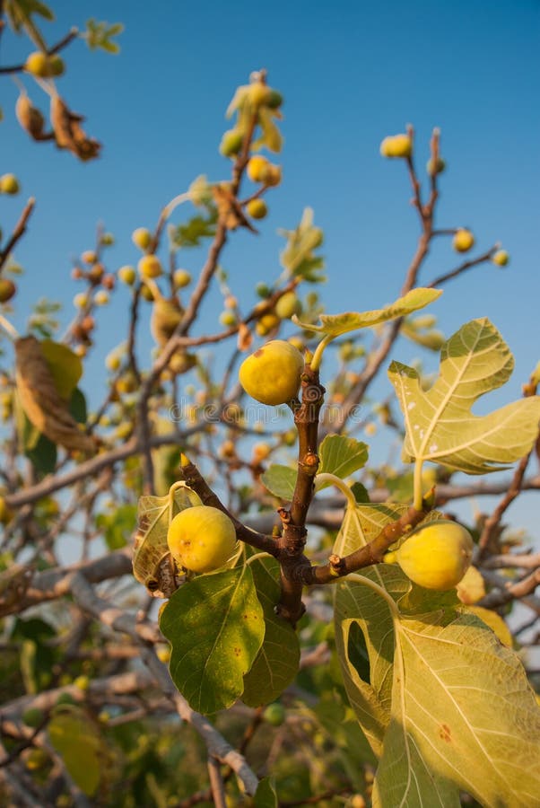 Fig tree with blue sky stock photo. Image of edible, trees - 64423562