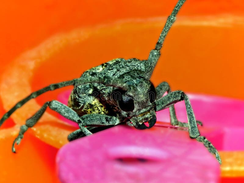 Fig Tree Borer stock image. Image of borers, pests, bugs - 36980963