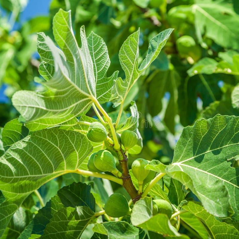 Fig tree branch stock image. Image of close, summer - 183840065