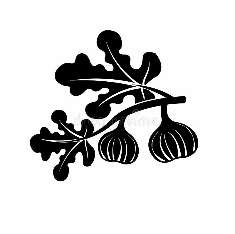 Fig Tree Branch with Leaves Stock Illustration - Illustration of shadow ...