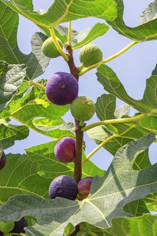 Fig Tree Branch with Leaves and Fruits Stock Photo - Image of vertical ...