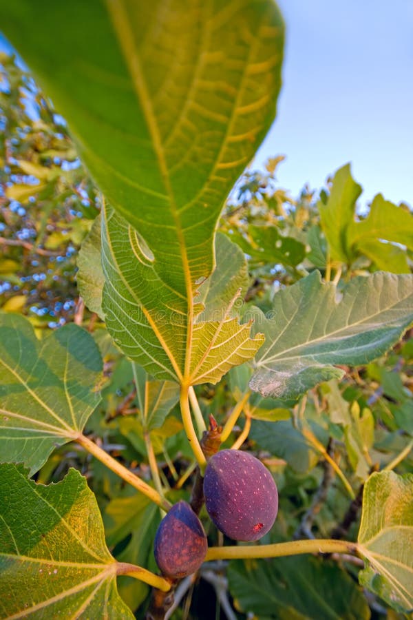 Fig Tree or Ficus Carica Branches with Two Fresh Light Green Figs in ...