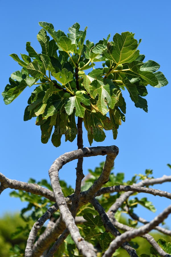 Fig Tree Branch stock photo. Image of earth, mediterranean - 76357074