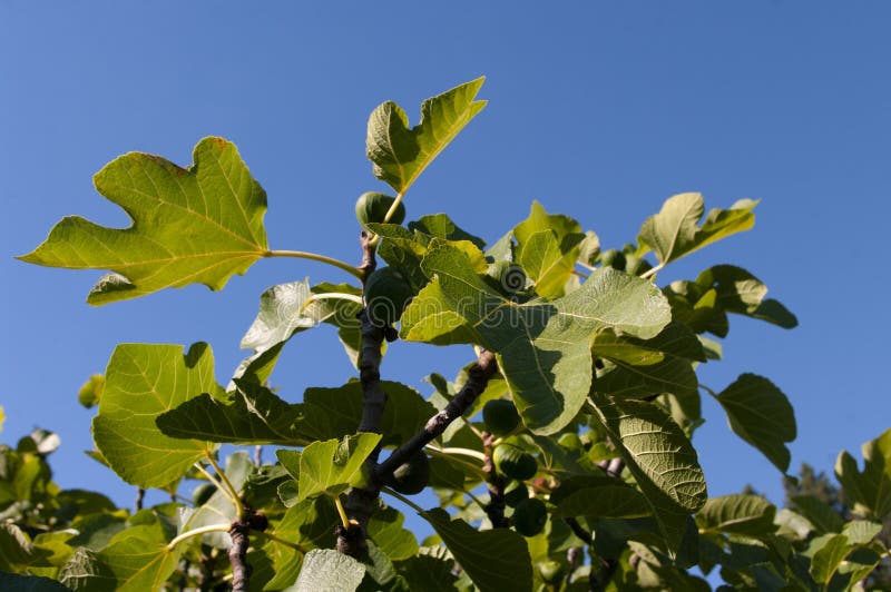 Fig Tree Branches with Big Green Leaves. Summer Time. Stock Photo ...