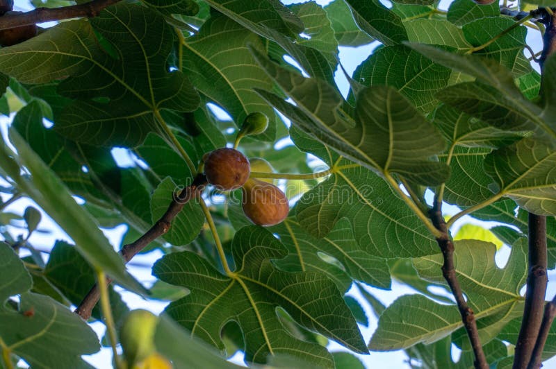 Fig Tree Branches Growing Fruit Stock Image - Image of organic, natural ...