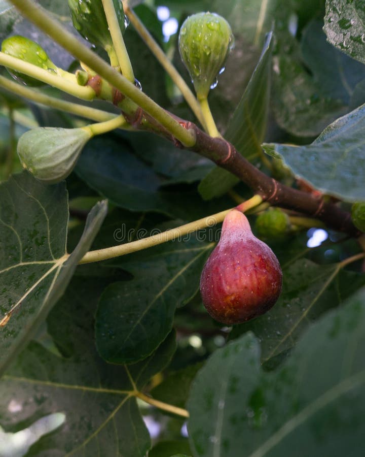 Fig Tree Branches Growing Fruit Stock Image - Image of harvest, produce ...