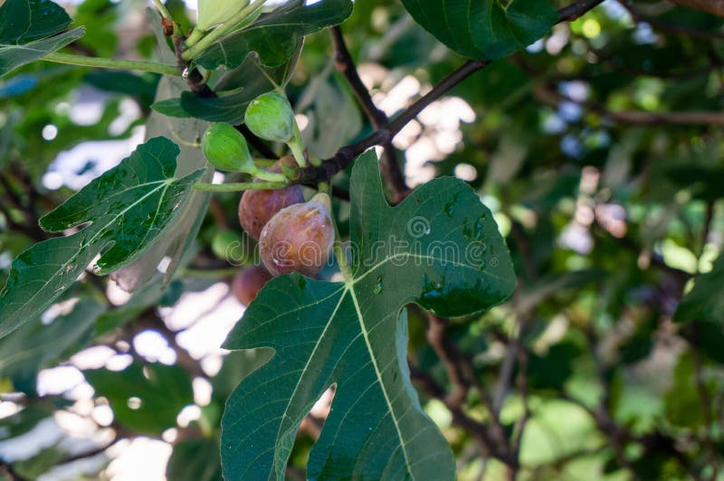 Fig Tree Branches Growing Fruit Stock Image - Image of citrus, figs ...