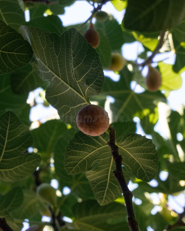 Fig Tree Branches Growing Fruit Stock Image - Image of flower, leaf ...
