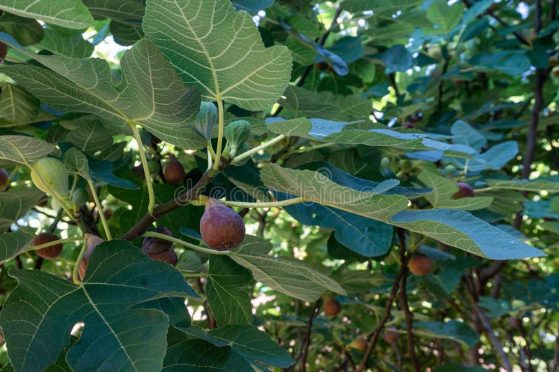 Fig Tree Branches Growing Fruit Stock Image - Image of flower, leaf ...