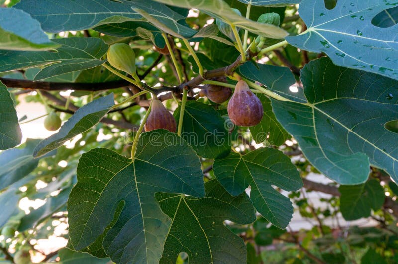 Fig Tree Branches Growing Fruit Stock Image - Image of flower, figs ...