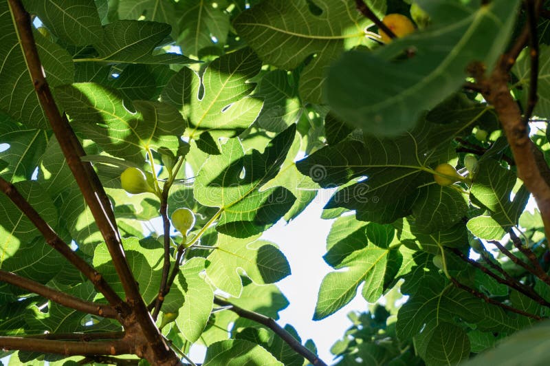 Fig Tree Branches Growing Fruit Stock Photo - Image of leaf, produce ...