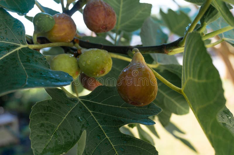 Fig Tree Branches Growing Fruit Stock Image - Image of flower, leaf ...