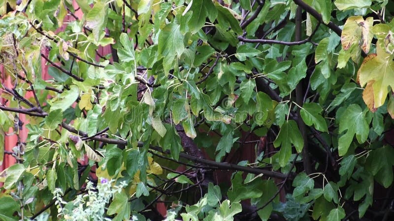Fig Tree Branches and Leaves with Falling Rain Stock Footage - Video of ...