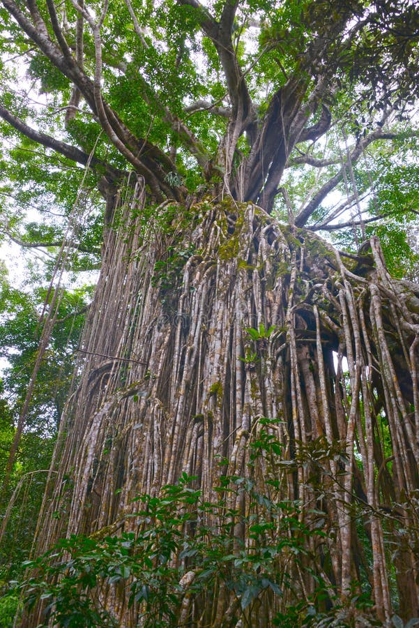 Fig tree stock image. Image of forest, bark, environment - 153941595