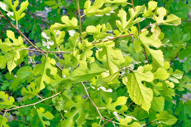 Fig Tree Crown with Young Leaves Stock Photo - Image of buds, growth ...