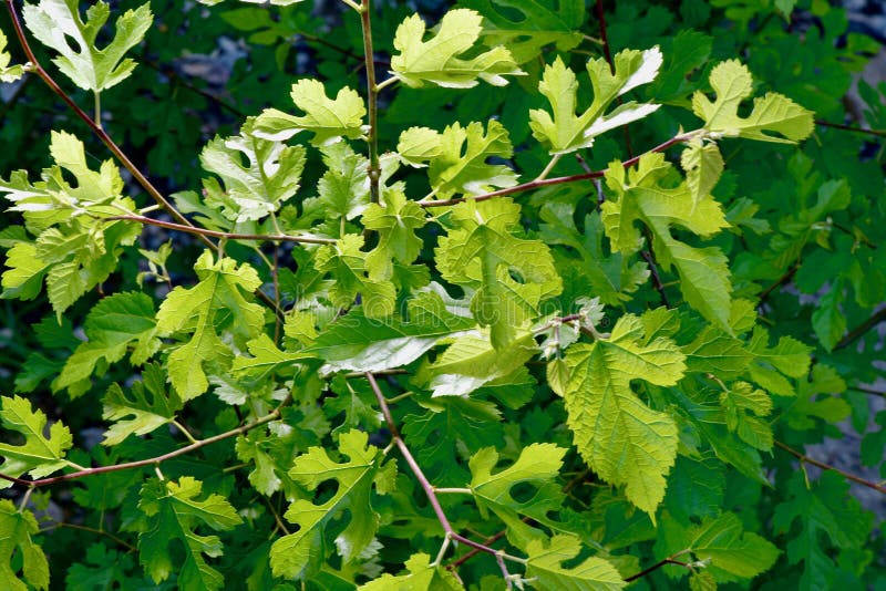 Fig Tree Crown with Young Leaves Stock Image - Image of background ...