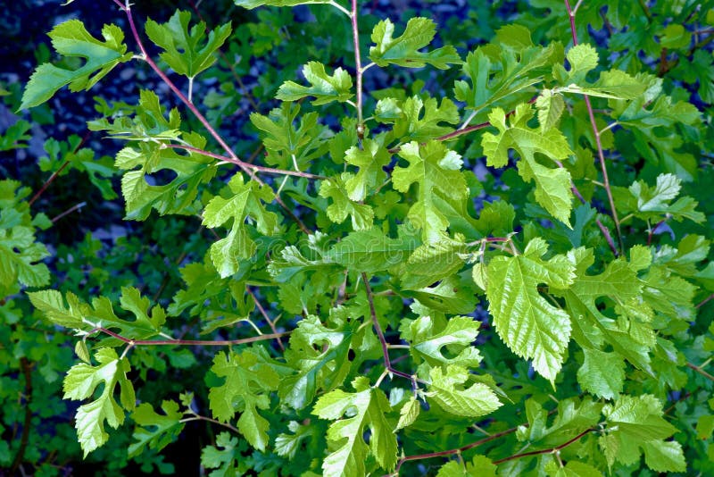 Fig Tree Crown with Young Leaves Stock Photo - Image of crown ...