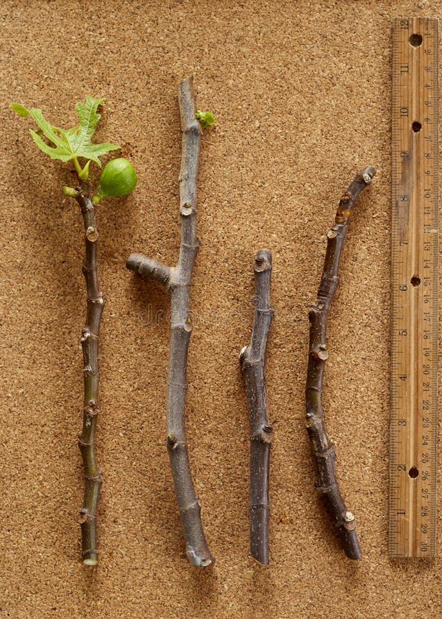 Fig Tree Cuttings Top View on Wooden Stock Image - Image of juicy ...