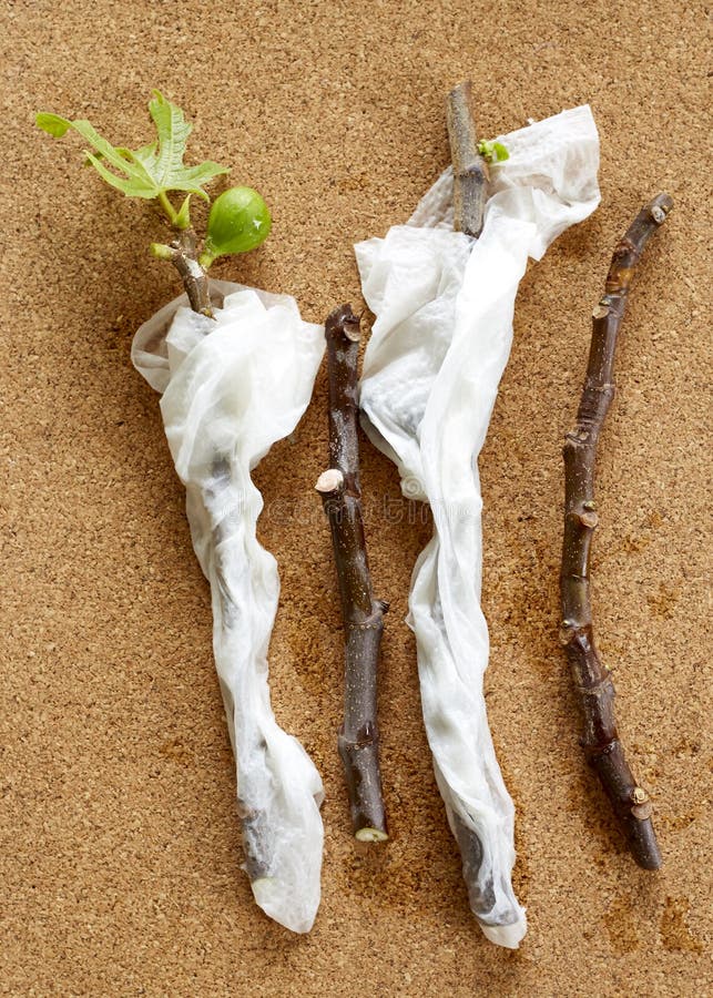 Fig Tree Cuttings Top View on Wooden Board Stock Image - Image of black ...