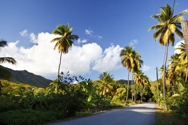 Fig Tree Drive, Antigua stock photo. Image of nature - 105138254