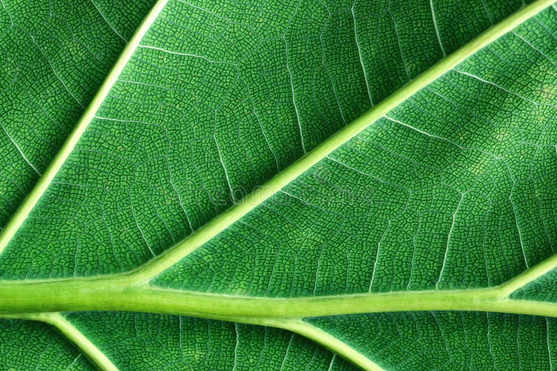 Fig Tree Fiddle Leaf Closeup, Green Leaves Texture As Background Stock ...