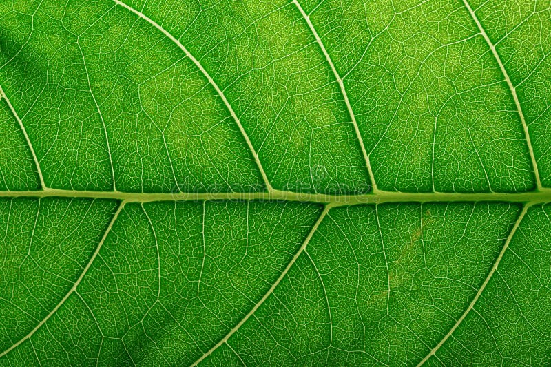 Fig Tree Fiddle Leaf Closeup, Green Leaves Texture As Background Stock ...