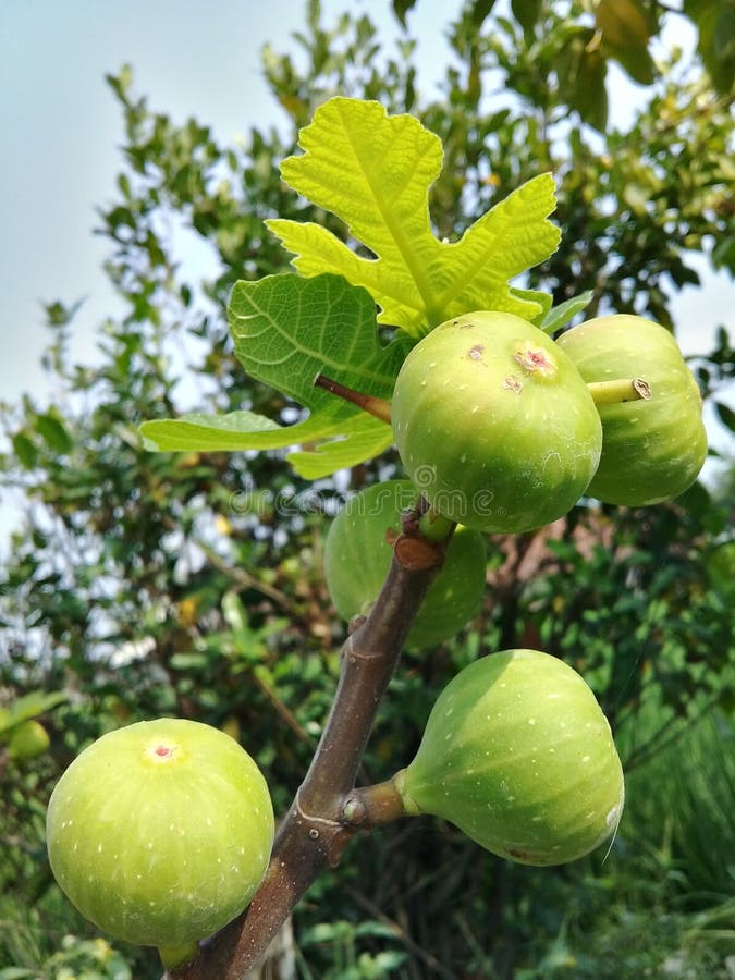 Fig, fruit from heaven stock image. Image of sweet, tree - 220724519