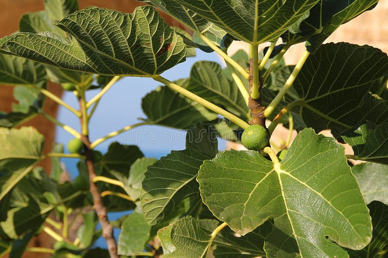 Fig on the Tree, Fig Tree, Large Leaves of the Tree Stock Photo - Image ...