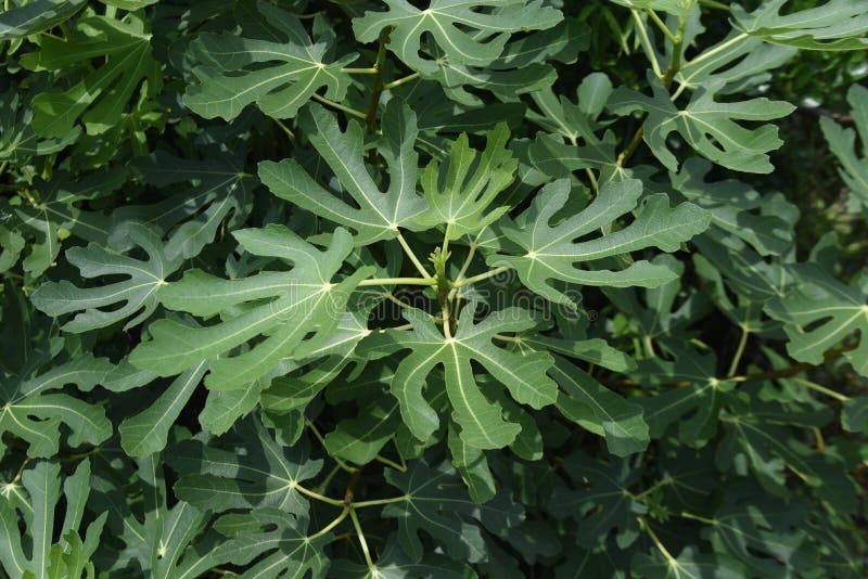 Fig tree. stock image. Image of dessert, delicious, deciduous - 224377401