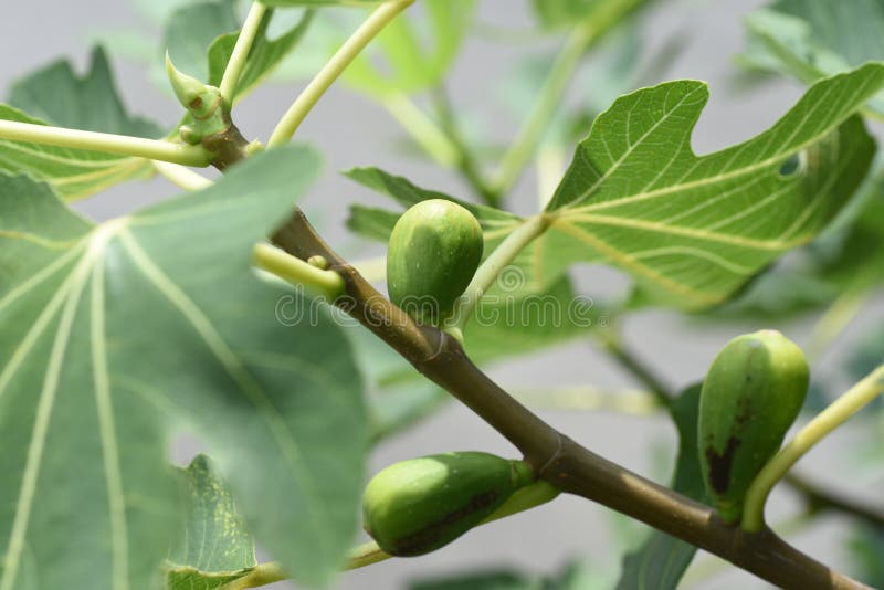 Fig tree. stock photo. Image of green, closeup, fruit - 224377414