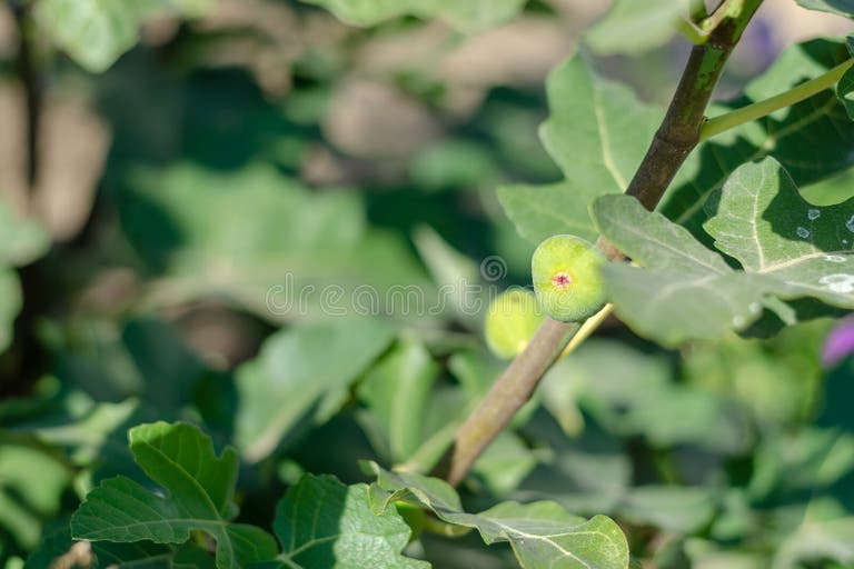 Fig Tree Plan Stock Photos - Free & Royalty-Free Stock Photos from ...