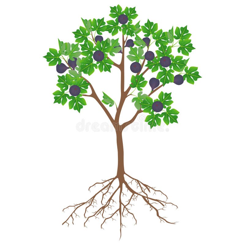 20+ Roots fig tree Free Stock Photos - StockFreeImages 20+ Roots fig tree Free Stock Photos - StockFreeImages