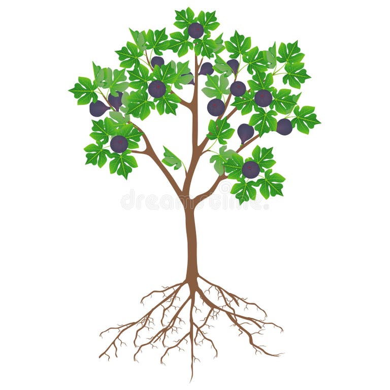 Tree Roots Fruits Stock Illustrations – 599 Tree Roots Fruits Stock ...
