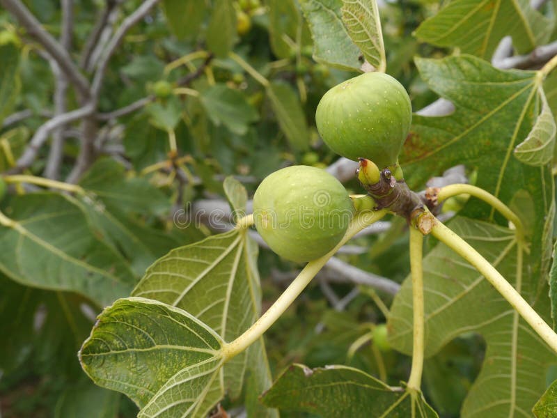 A fig tree with fruits stock image. Image of nutrients - 27035045