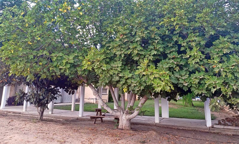 Fig Tree in Full Leaf and Standing in a Private Yard Stock Image ...