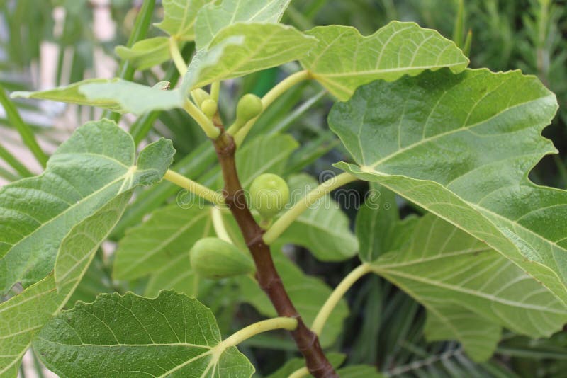 Fig tree in the garden stock photo. Image of garden - 213444458