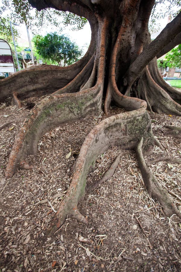 Tree Root Splitting and Retaining Entrance Walls Stock Photo - Image of ...