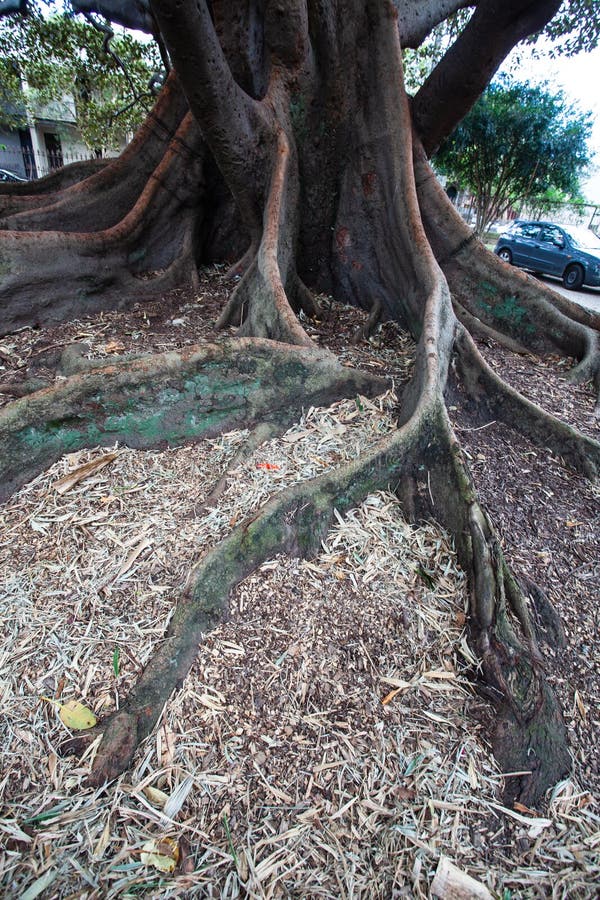 Tree Root Splitting and Retaining Entrance Walls Stock Photo - Image of ...