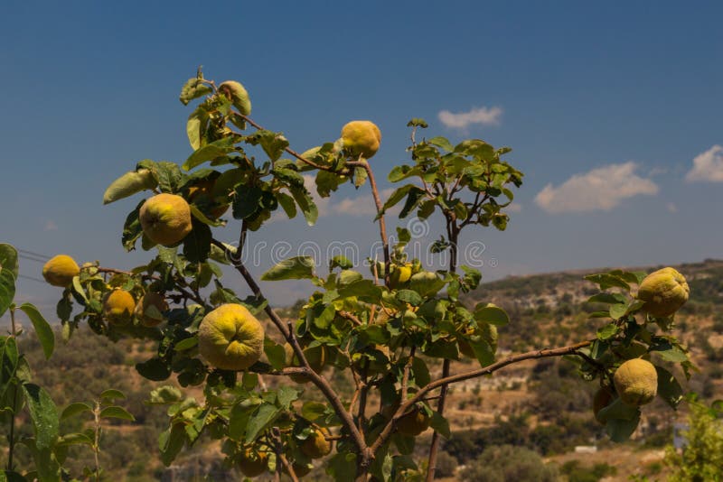 Fig tree in Greece stock image. Image of fruit, green - 80042359
