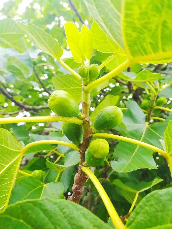 Fig Tree with Green Figs Hanging from Its Branches Stock Photo - Image ...
