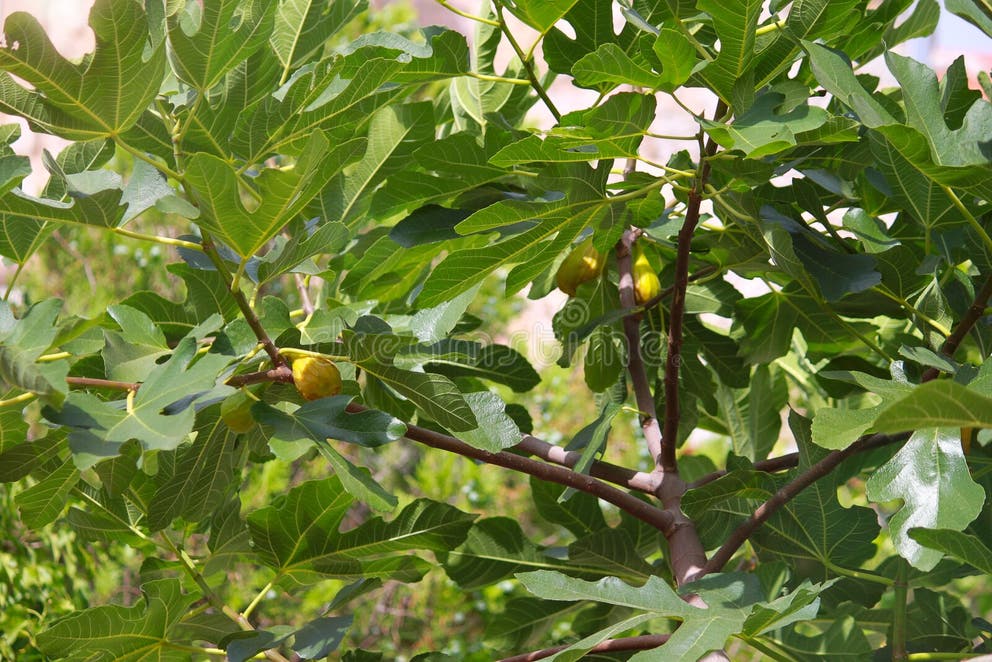 Fig Tree with Green Figs in Sunny Day Stock Photo - Image of fresh ...