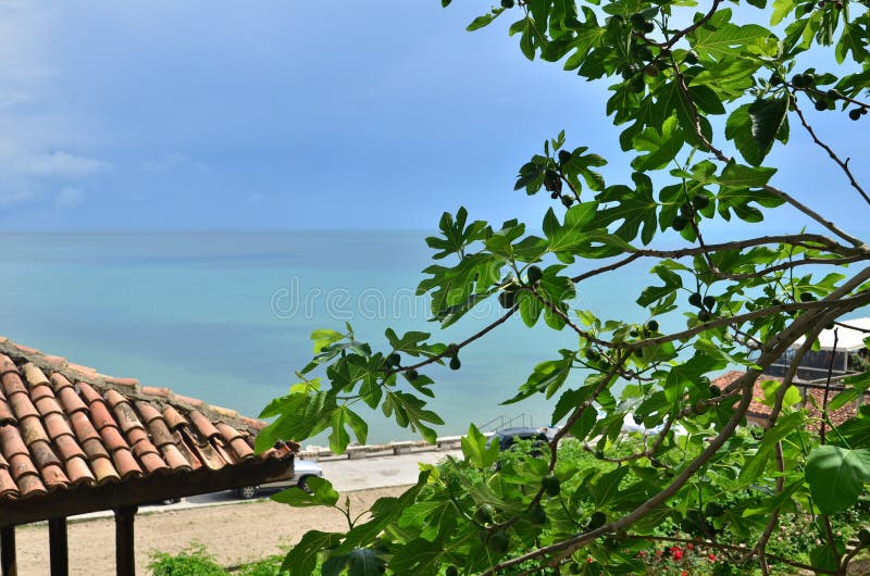 Fig tree stock photo. Image of green, vegetation, landscape - 72754434