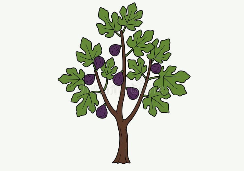Fig tree clipart stock vector. Illustration of tree - 365704227