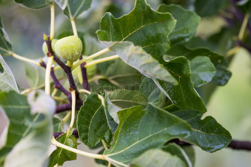 Fig Tree with Green Fig One of the Tastiest Fruits Stock Photo - Image ...